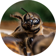 Meet the Crew - Berea College Farm