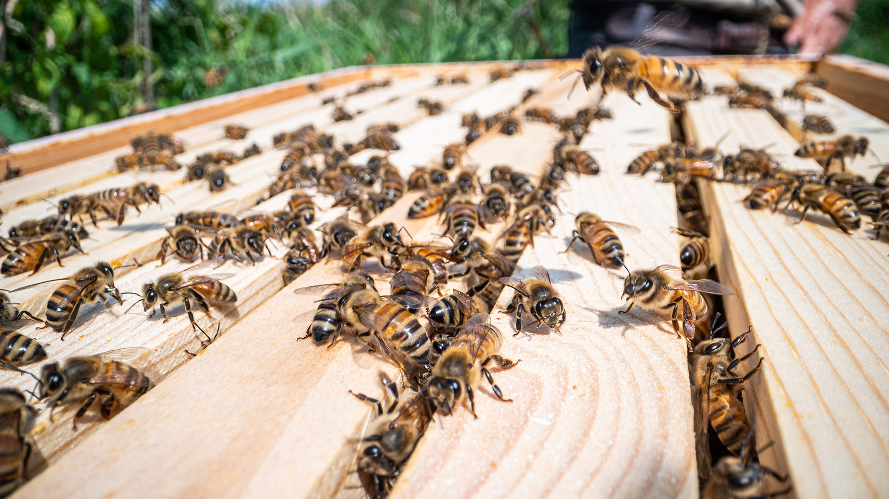 Beekeeping - Berea College Farm